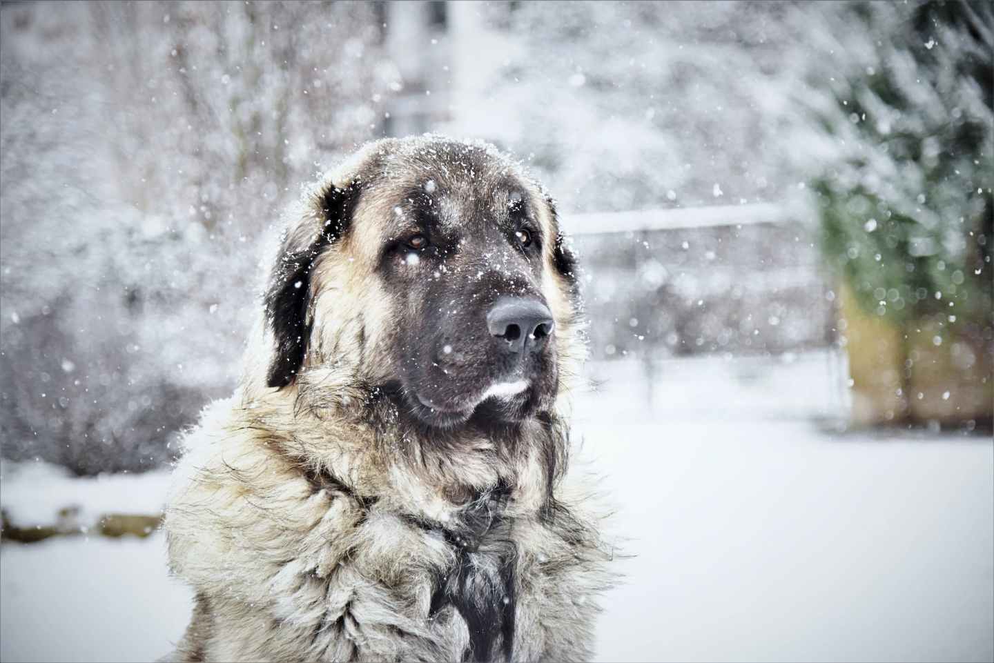 Romanian dog breeds – Dracula's Guide to Romania