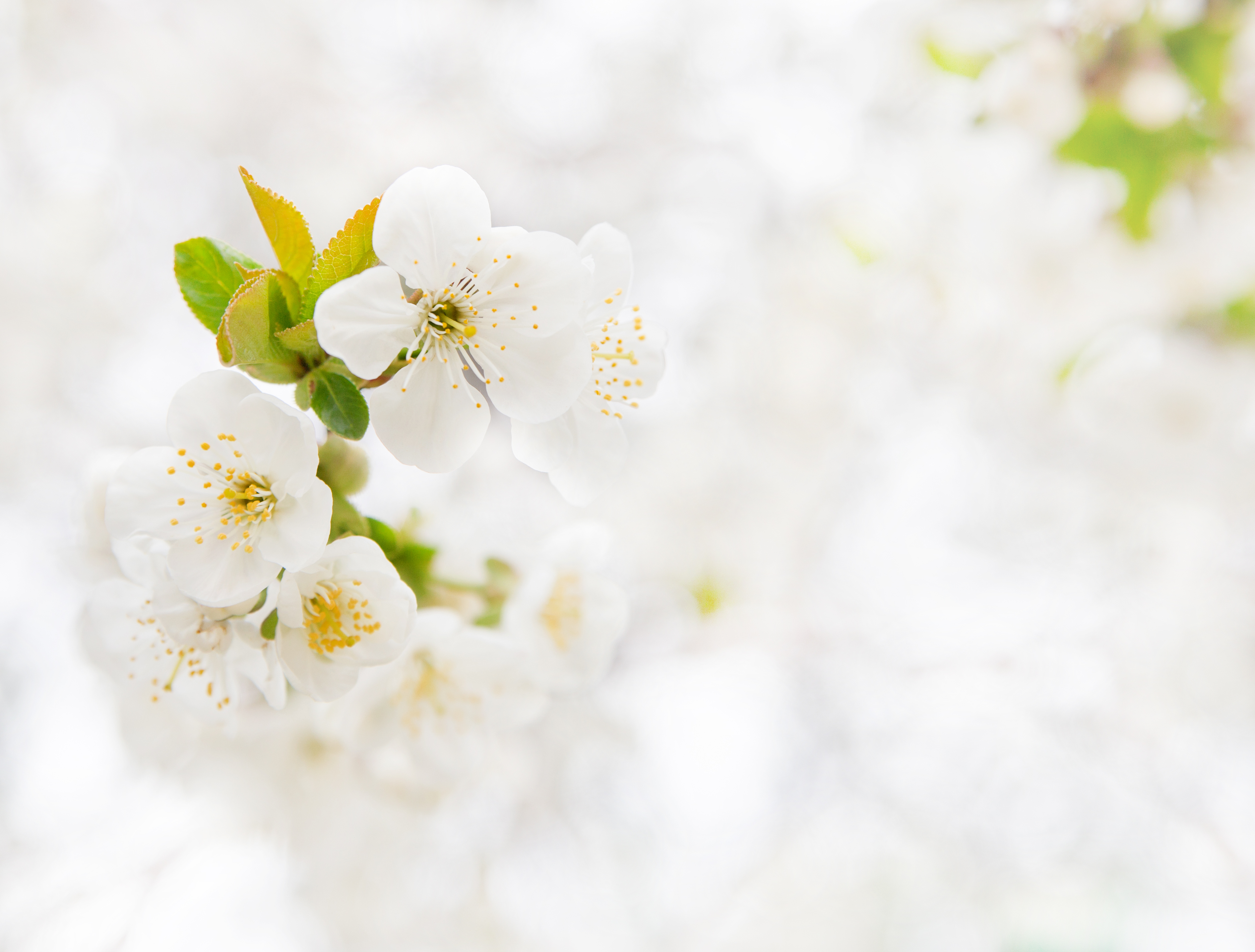 Martisor – A celebration of spring on 1st of March – Dracula's Guide to ...