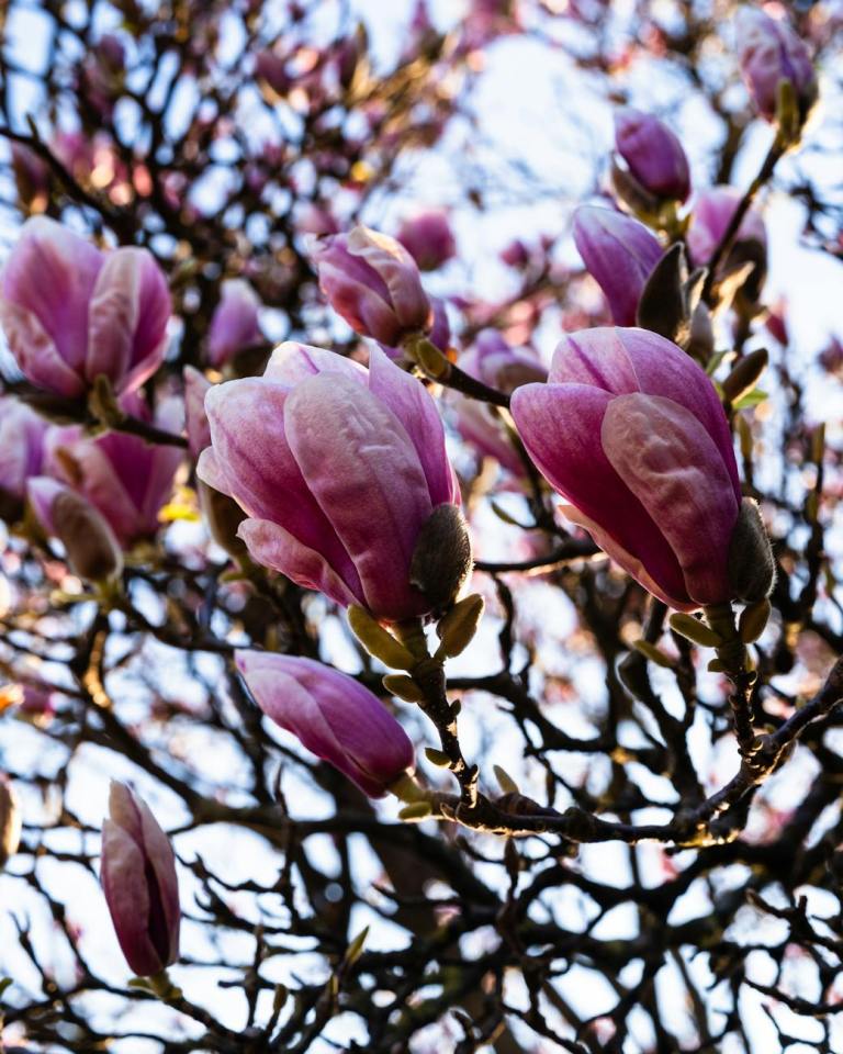 Magnolia Map of Bucharest – Where to find some of the most beautiful ...